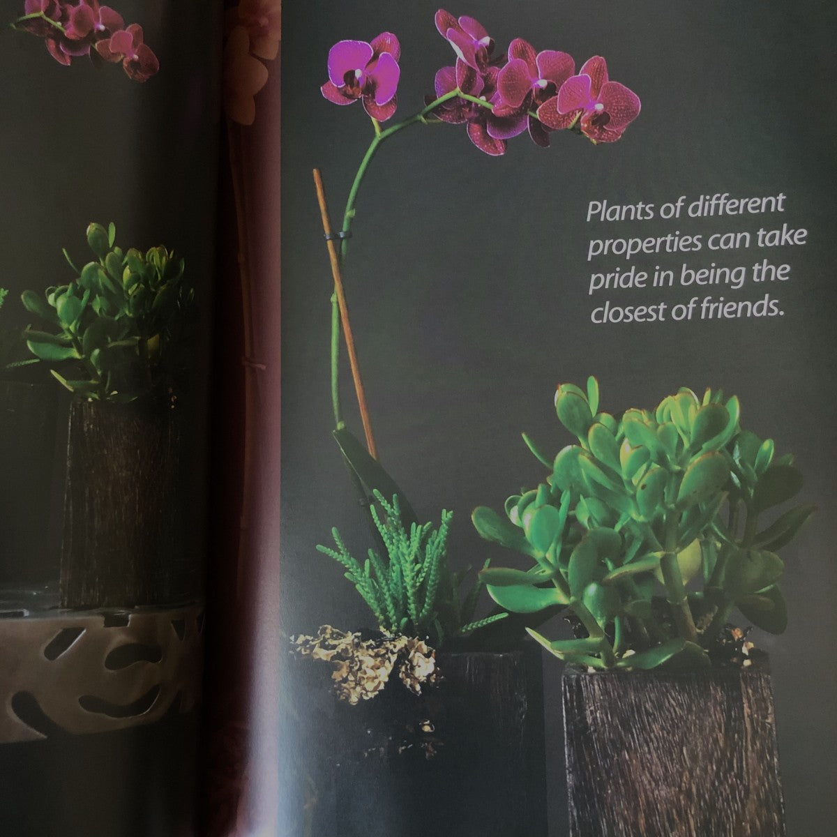 Botanical Art For Your Eyes Only Book By Sarah Horne